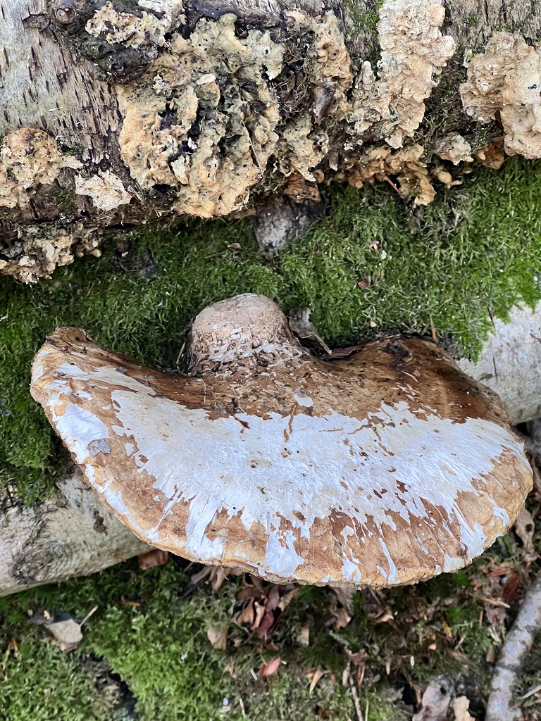 Voie VerteFirst forage – turkey tail, birch polypore and more